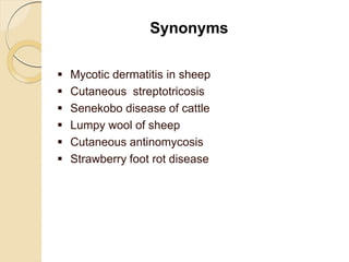 Dermatophilosis | PPTX
