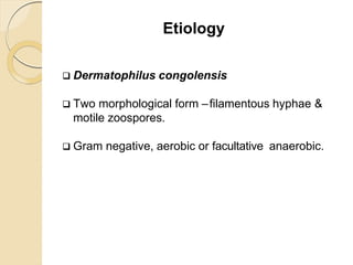 Dermatophilosis | PPTX