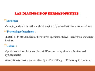 Dermatophyte Candidiasis,.pptx Manoj Mahato | PPTX