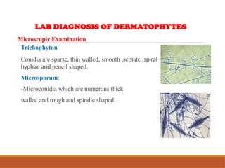 Dermatophyte Candidiasis,.pptx Manoj Mahato | PPTX