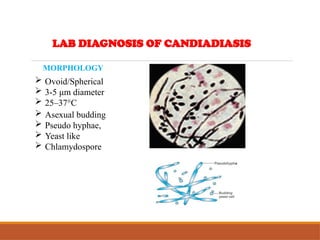 Dermatophyte Candidiasis,.pptx Manoj Mahato | PPTX