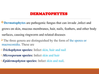 Dermatophyte Candidiasis,.pptx Manoj Mahato | PPTX