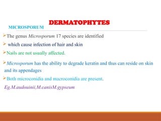 Dermatophyte Candidiasis,.pptx Manoj Mahato | PPTX