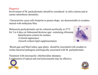 Dermatophyte malassezia | PDF
