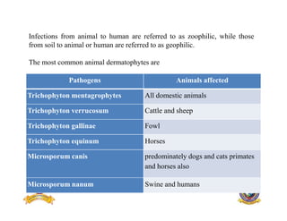Dermatophyte malassezia | PDF