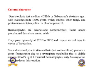 Dermatophyte malassezia | PDF