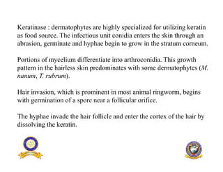 Dermatophyte malassezia | PDF