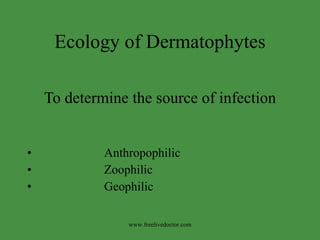 Dermatophytes | PPT