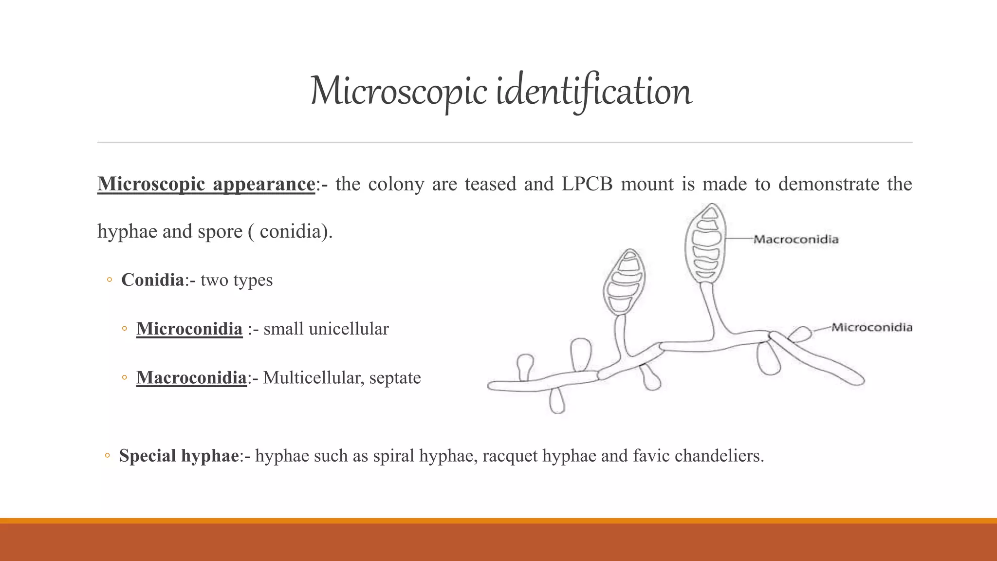 Dermatophytes | PPTX
