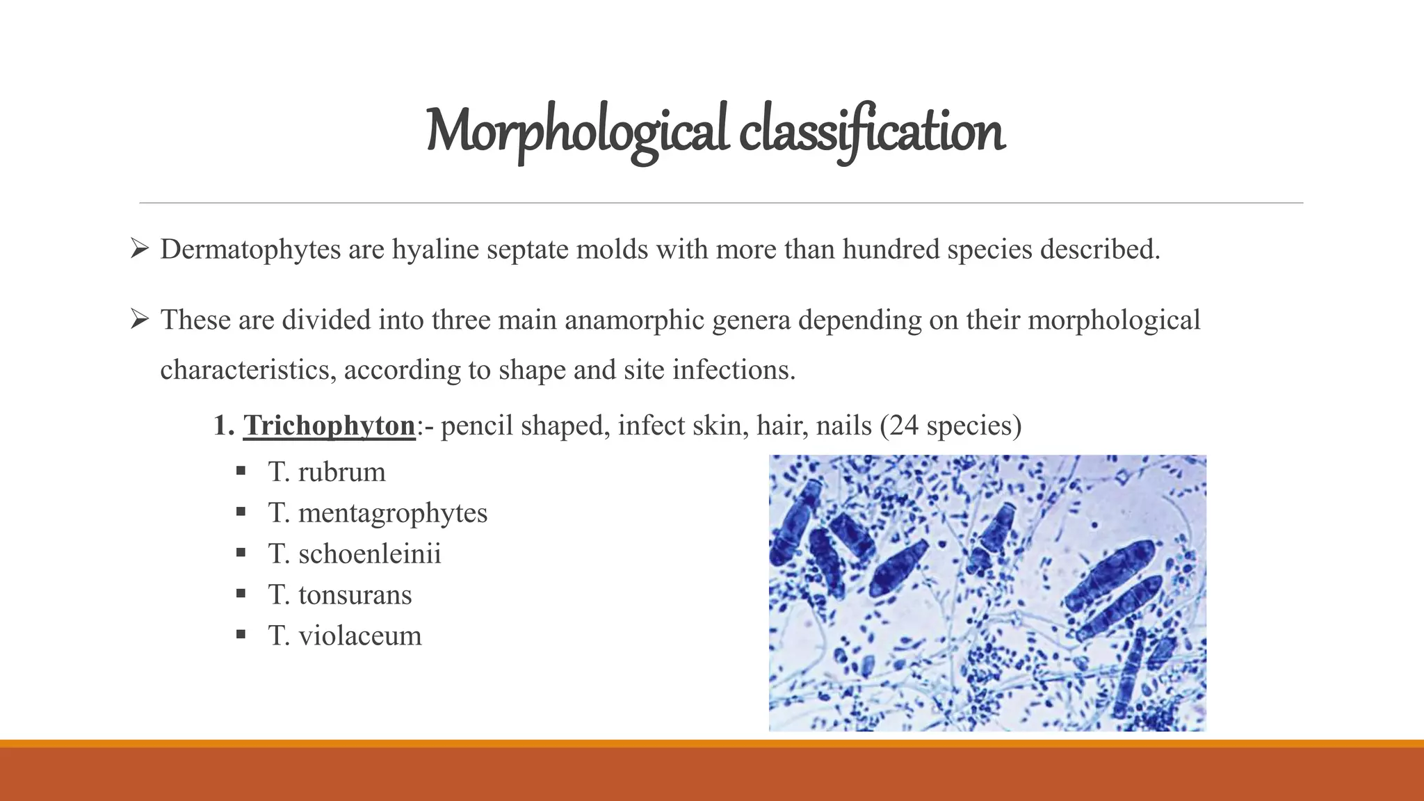 Dermatophytes | PPTX