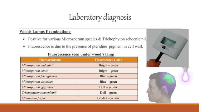 Dermatophytes | PPTX | Skin and Dermatology | Diseases and Conditions