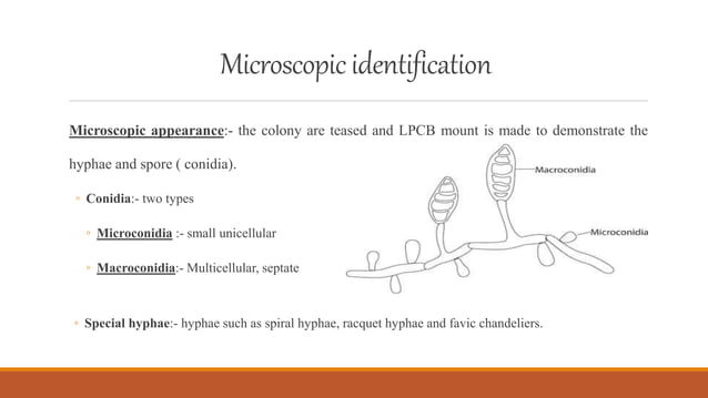 Dermatophytes | PPTX | Skin and Dermatology | Diseases and Conditions
