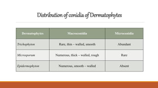 Dermatophytes | PPTX