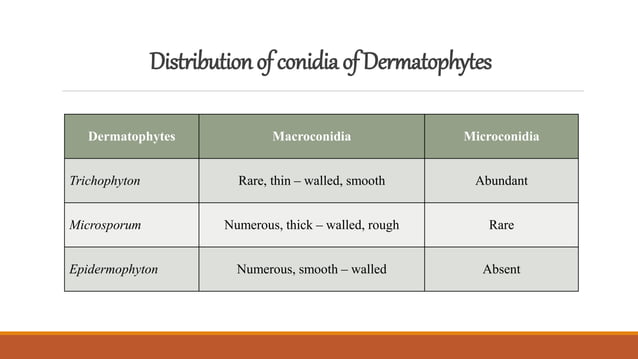 Dermatophytes | PPTX | Skin and Dermatology | Diseases and Conditions