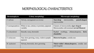 Dermatophytes | PPTX