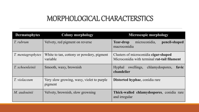 Dermatophytes | PPTX | Skin and Dermatology | Diseases and Conditions