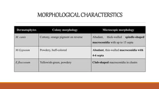 Dermatophytes | PPTX