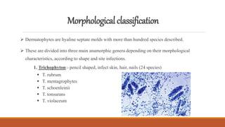 Dermatophytes | PPTX