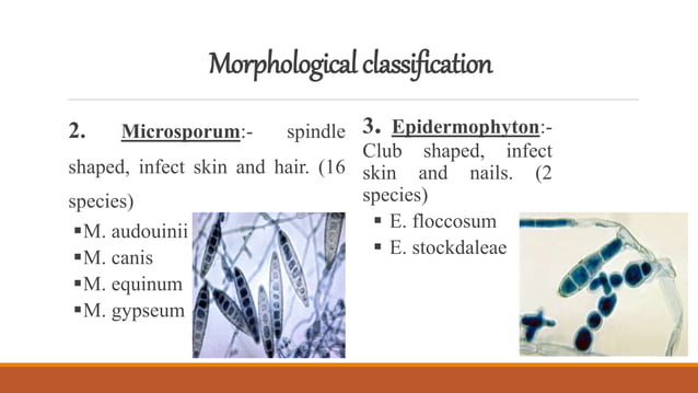 Dermatophytes | PPT