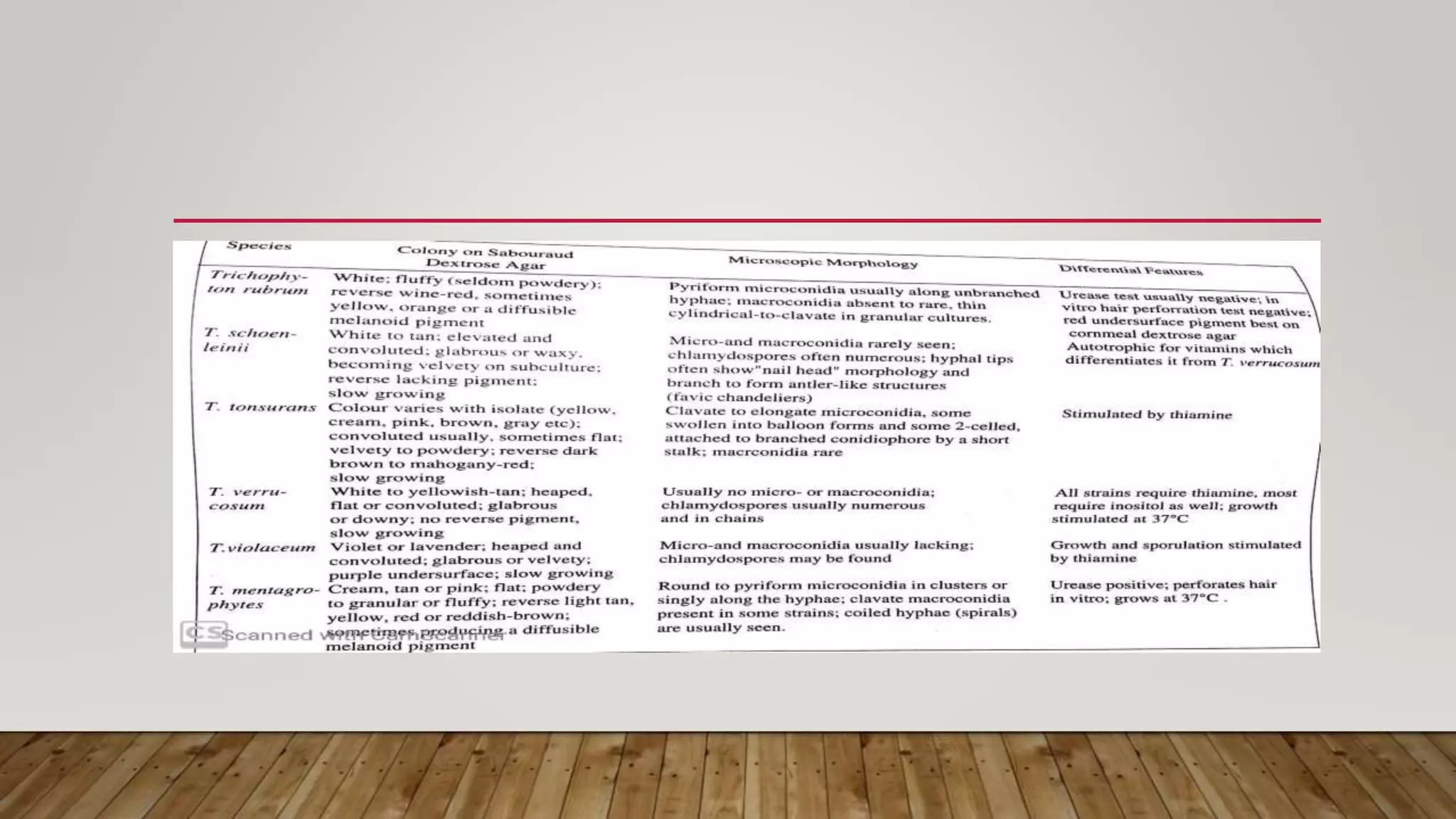 Dermatophytes , morphology, lifecycle and lab diagnosis | PPTX
