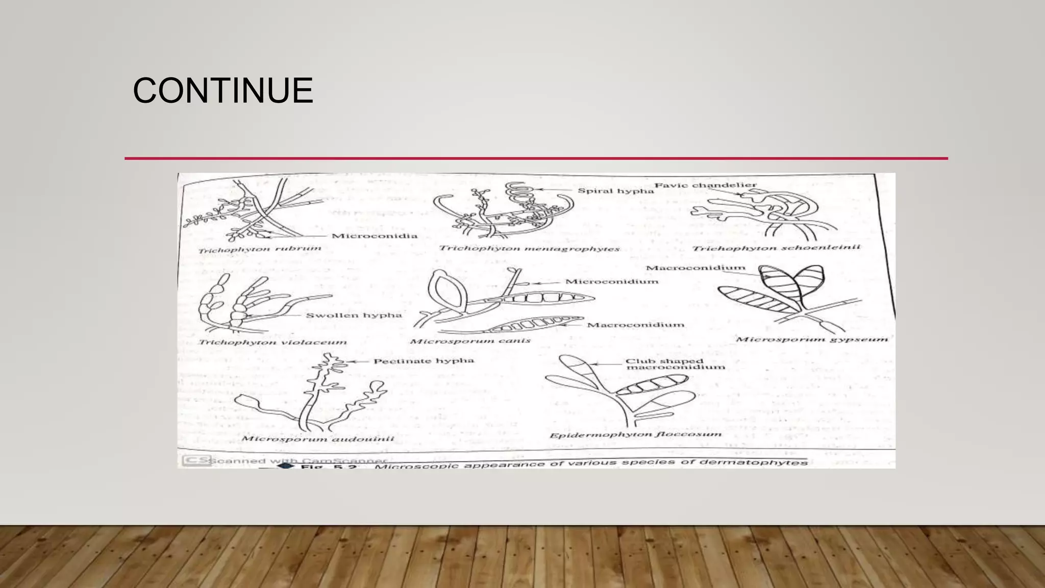 Dermatophytes , morphology, lifecycle and lab diagnosis | PPTX