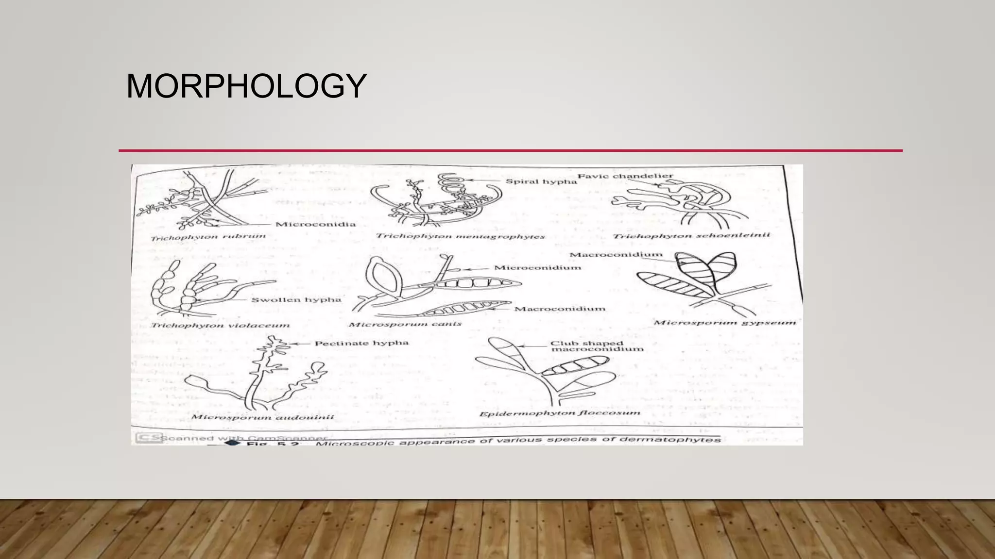 Dermatophytes , morphology, lifecycle and lab diagnosis | PPTX