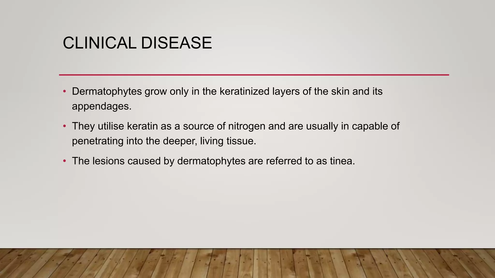 Dermatophytes , morphology, lifecycle and lab diagnosis | PPTX