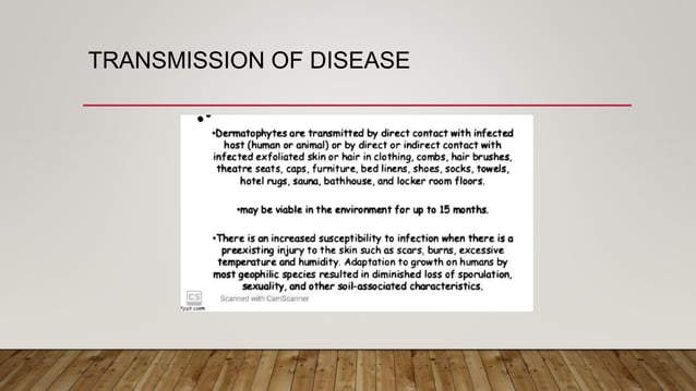 Dermatophytes , morphology, lifecycle and lab diagnosis | PPT