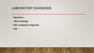 Dermatophytes , morphology, lifecycle and lab diagnosis | PPTX