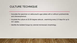 Dermatophytes , morphology, lifecycle and lab diagnosis | PPT