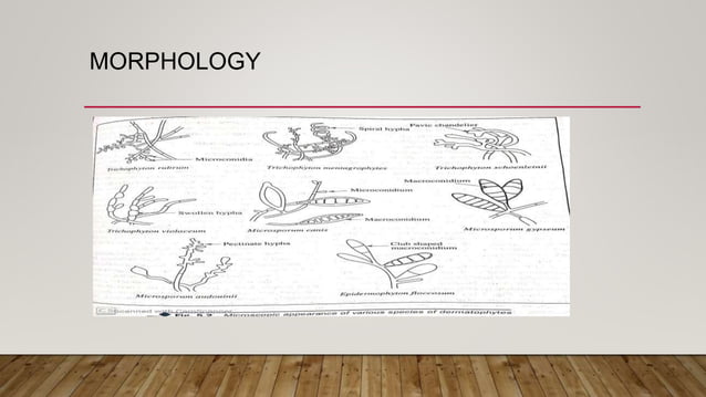 Dermatophytes , morphology, lifecycle and lab diagnosis | PPTX