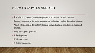 Dermatophytes , morphology, lifecycle and lab diagnosis | PPTX
