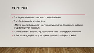 Dermatophytes , morphology, lifecycle and lab diagnosis | PPTX