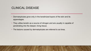 Dermatophytes , morphology, lifecycle and lab diagnosis | PPT