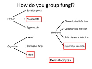 Dermatophytes.ppt