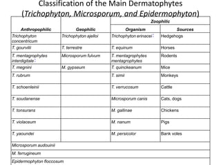 Dermatophytes.ppt