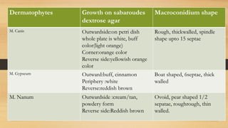 dermatophytes.pptx