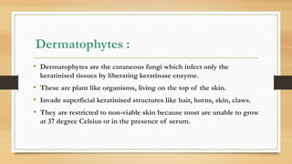dermatophytes.pptx