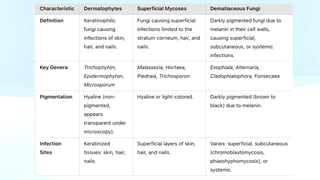 Dermatophytes-Microsporum,Epidermophyton and Trichophyton.pptx