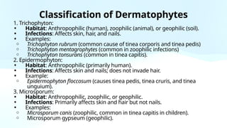 Dermatophytes-Microsporum,Epidermophyton and Trichophyton.pptx