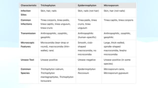 Dermatophytes-Microsporum,Epidermophyton and Trichophyton.pptx