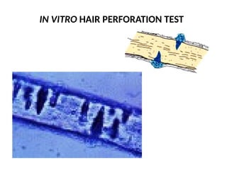 Varous Fungal agents causing dermatitis in human and animals. | PPTX
