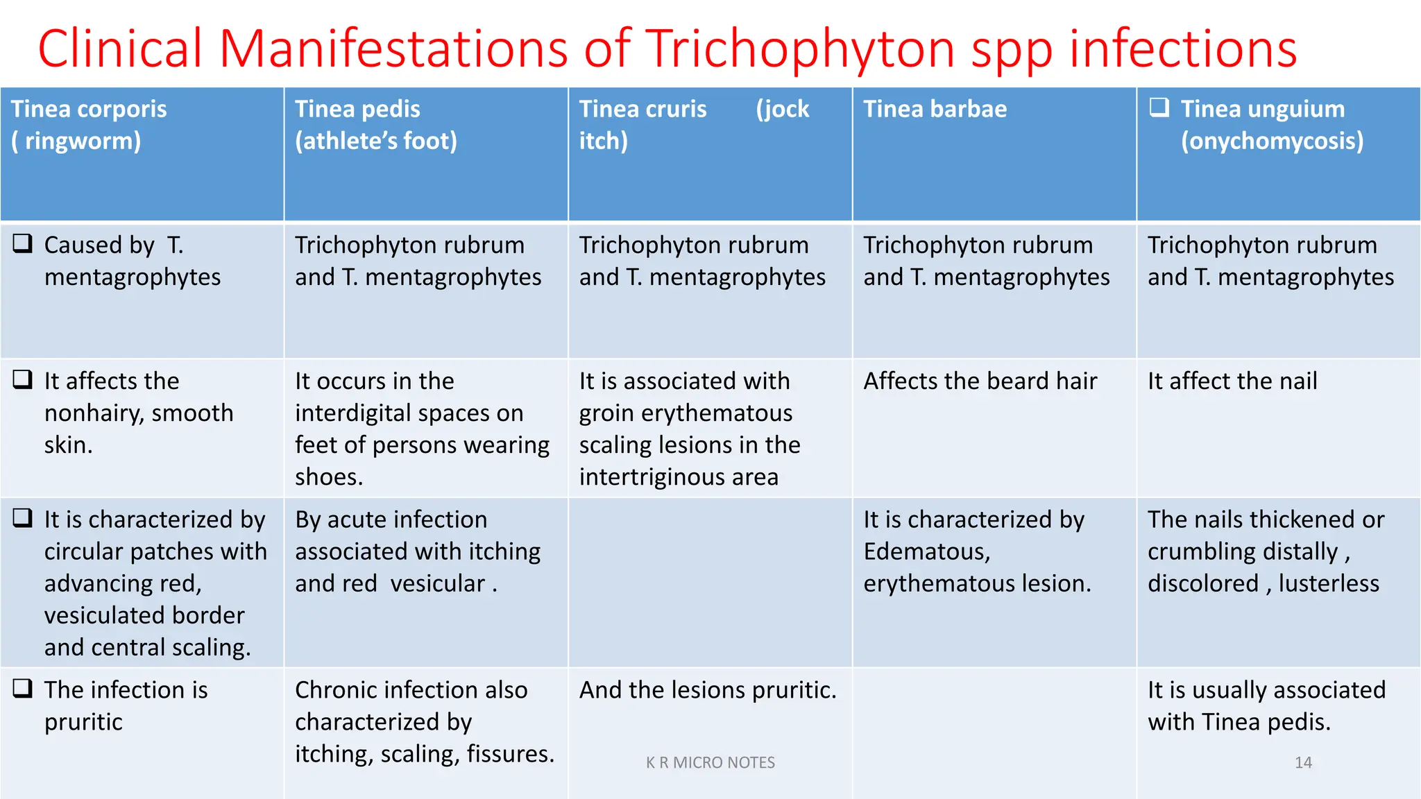 DERMATOPHYTES SUPERFICIAL MYCOSES K R.pptx