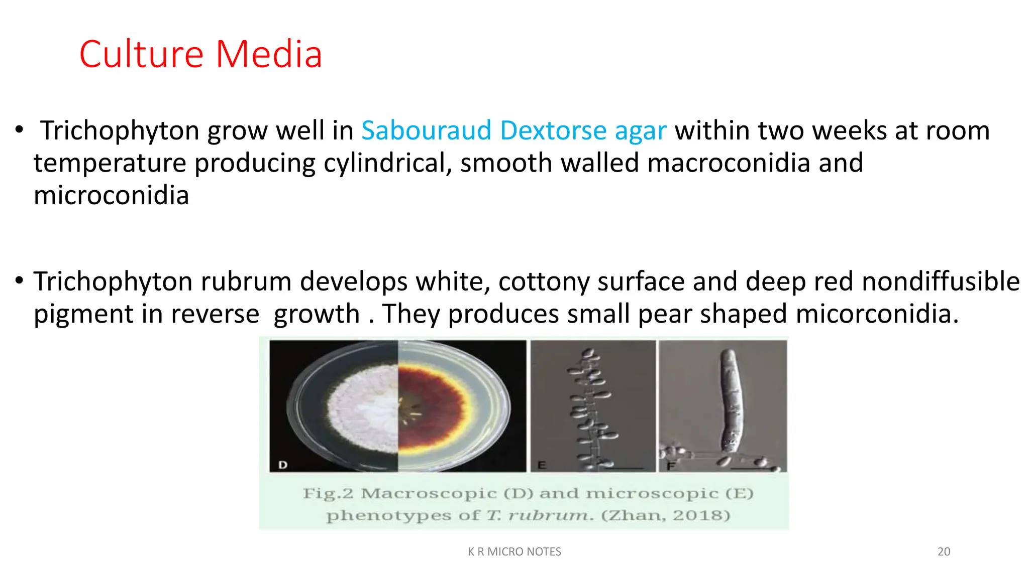 DERMATOPHYTES SUPERFICIAL MYCOSES K R.pptx