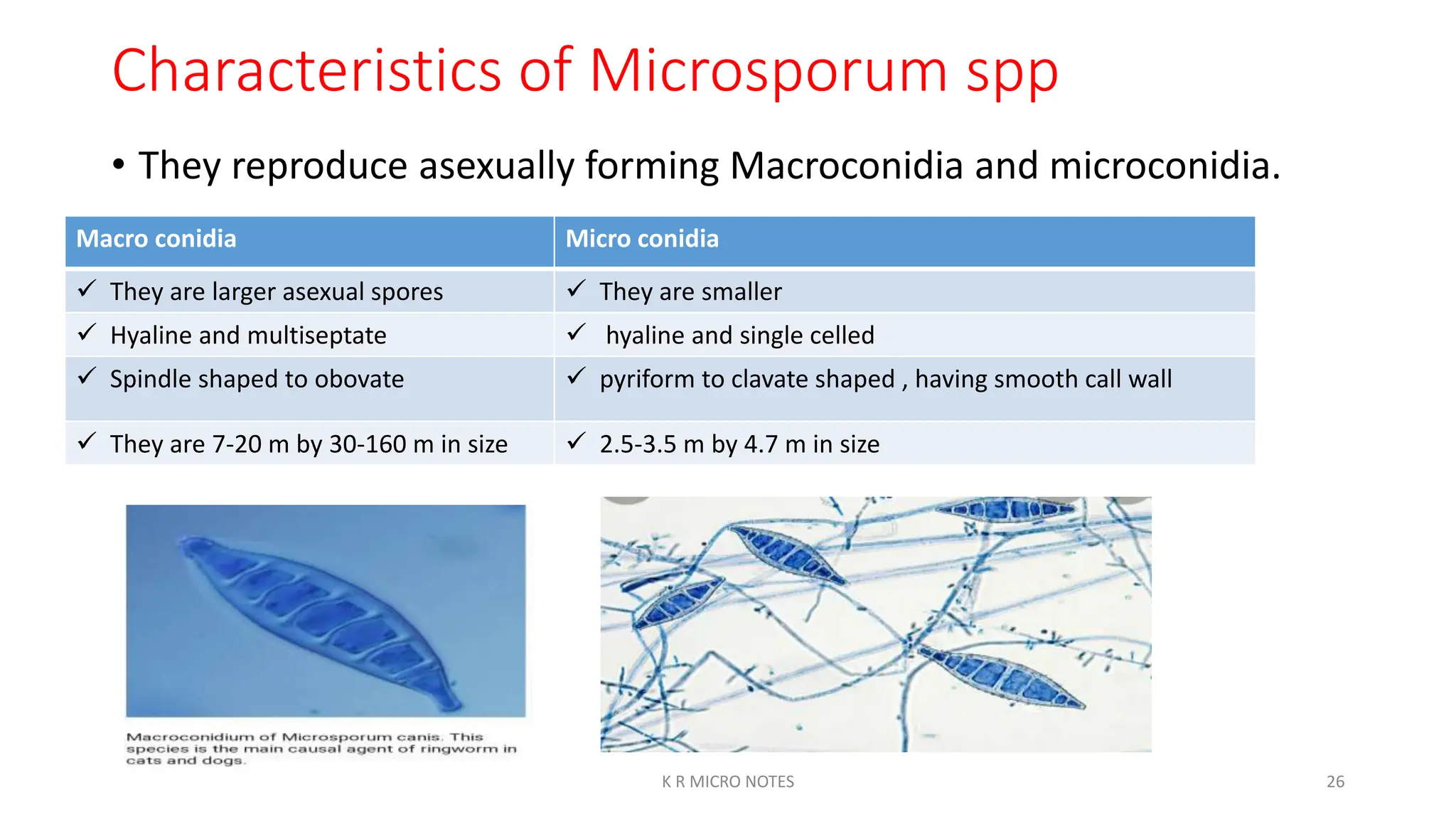 DERMATOPHYTES SUPERFICIAL MYCOSES K R.pptx