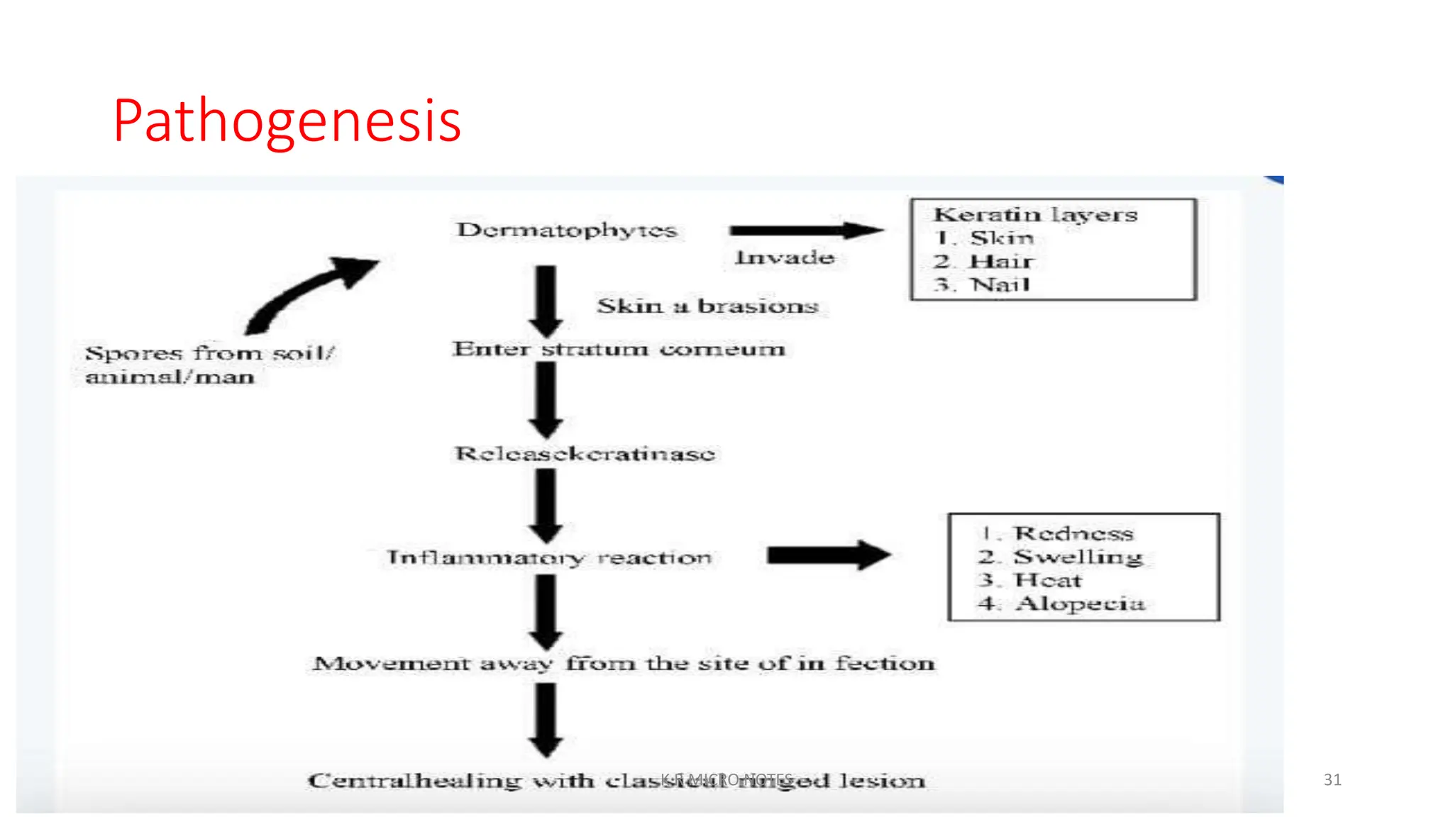 DERMATOPHYTES SUPERFICIAL MYCOSES K R.pptx