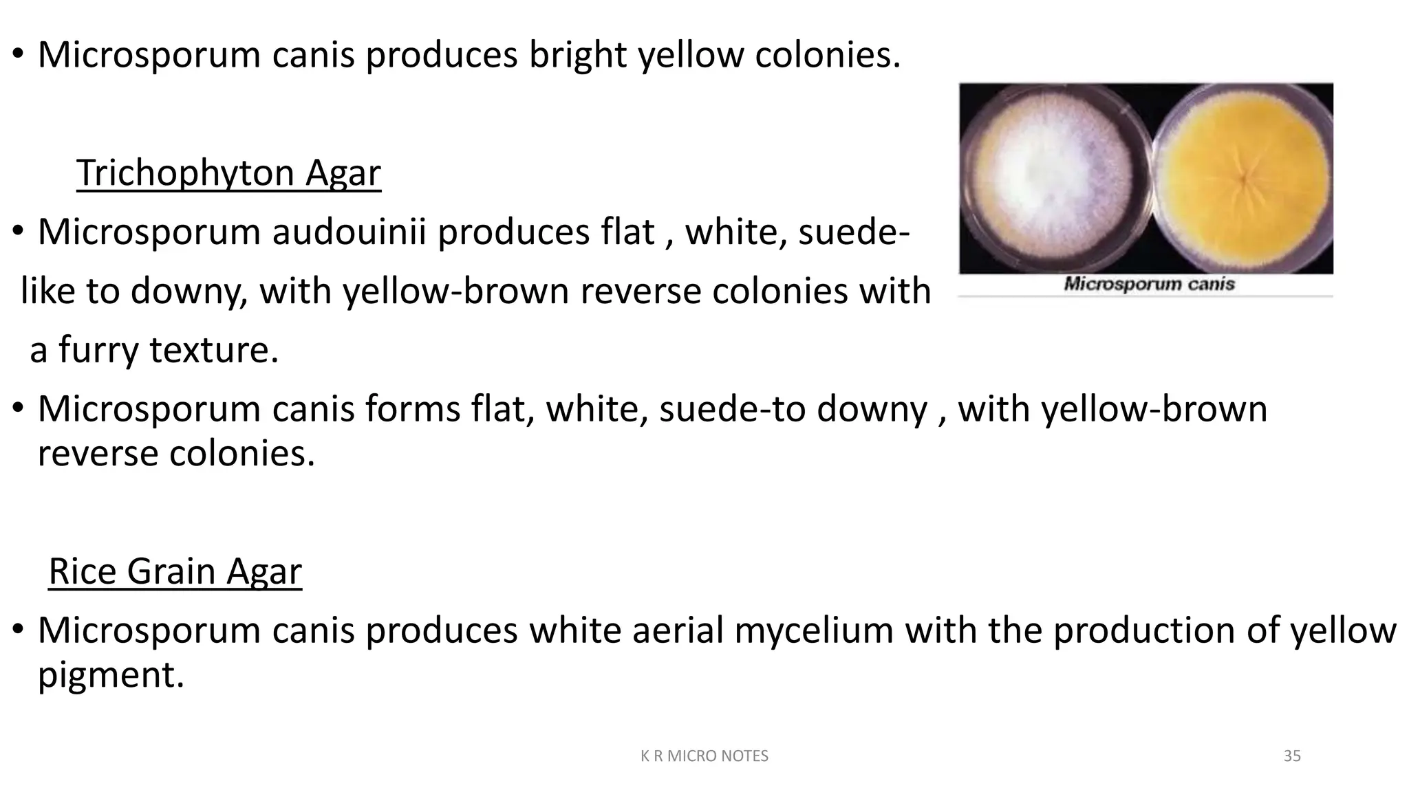 DERMATOPHYTES SUPERFICIAL MYCOSES K R.pptx