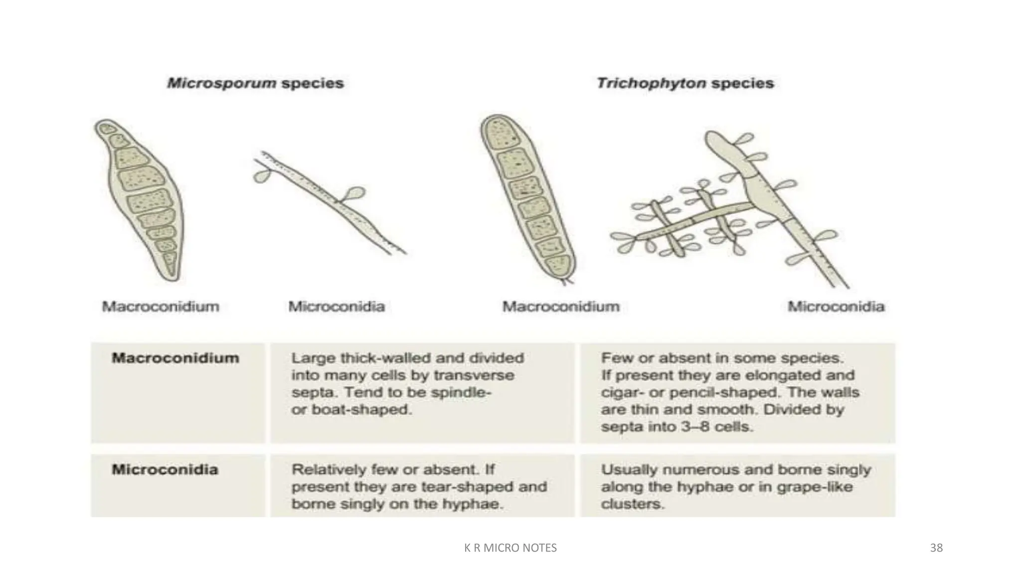 DERMATOPHYTES SUPERFICIAL MYCOSES K R.pptx