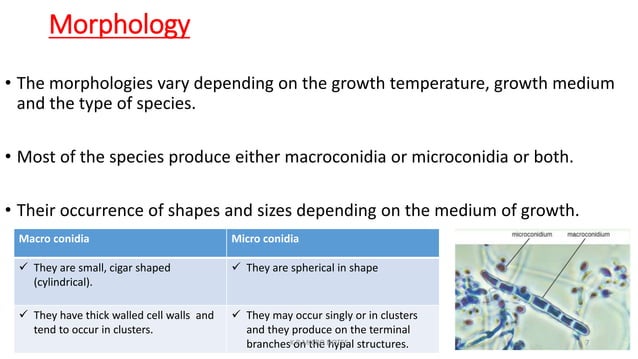 DERMATOPHYTES SUPERFICIAL MYCOSES K R.pptx