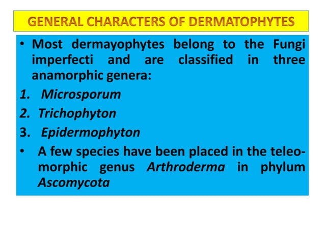 Dermatophytes undergraduates